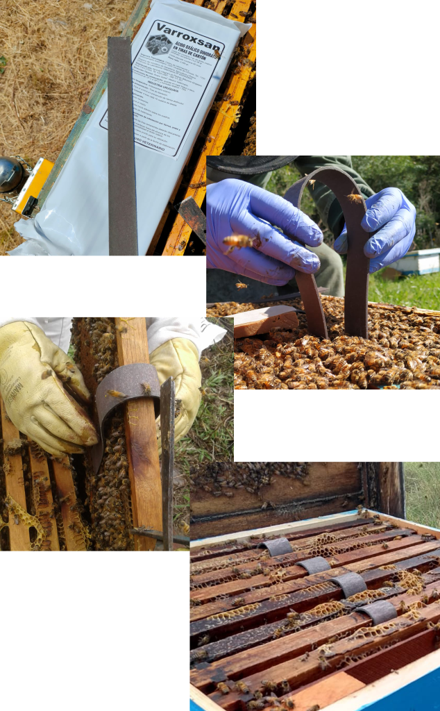 VarroxSan Varroa Control Strips--60 pack – Heritage Honeybee