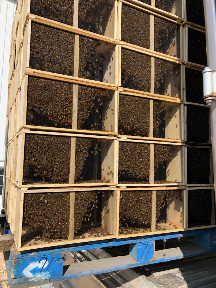 2lb. Package w/ Queen--Pick up in Princeville, Illinois Spring 2026--S ...
